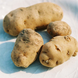 Potato- Heritage Haida | Big Rock Ranch